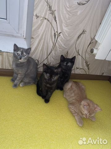 Британские котята