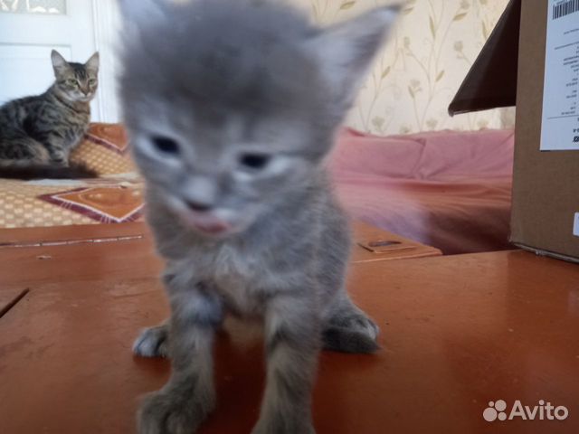 Отдам котят в хорошие руки