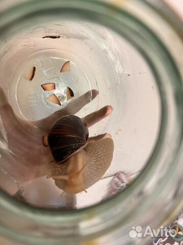 Улитка ахатина