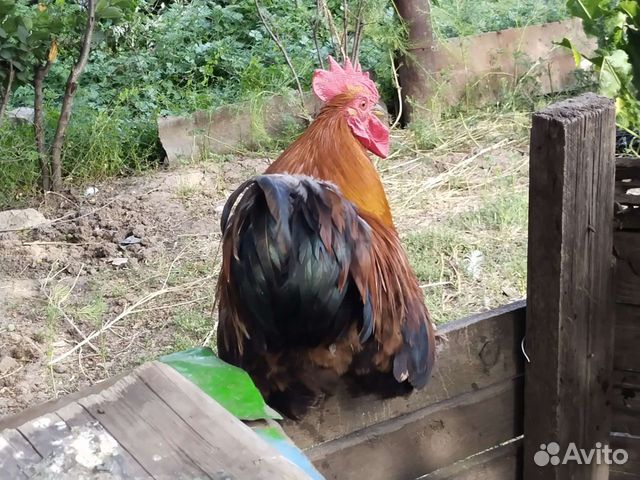 Карликовые куры, дикие утки