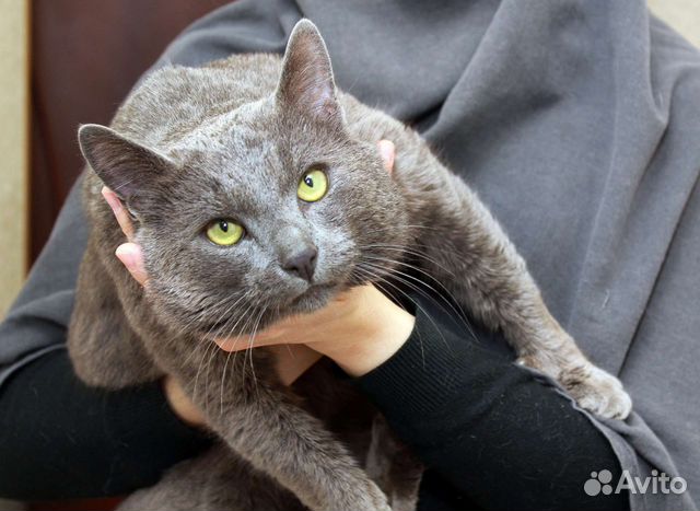 Отдам кота в добрые руки