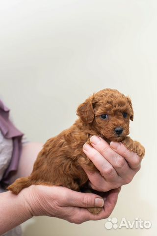 Щенки карликового пуделя