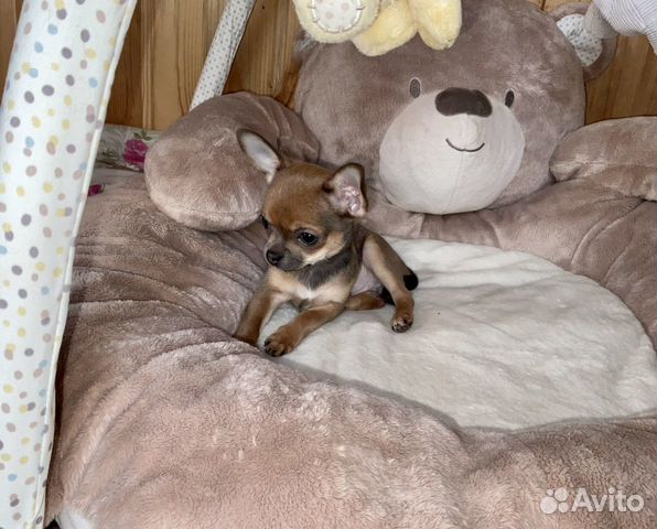 Мини и micro чихуахуа