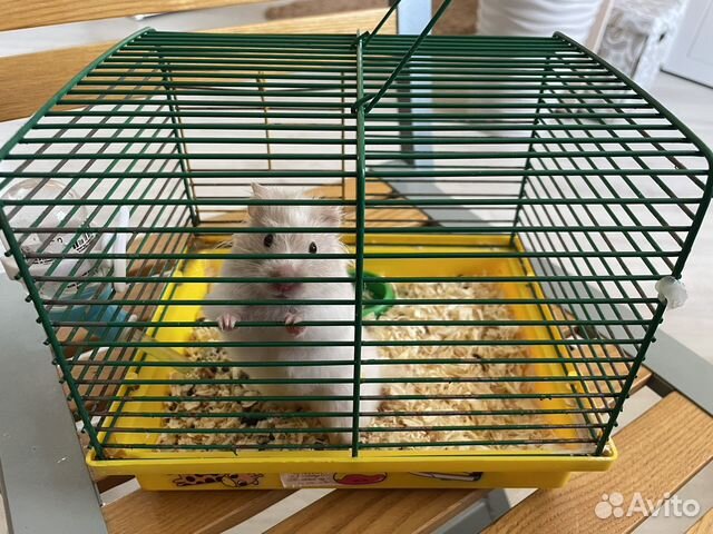 Сирийский хомяк девочка