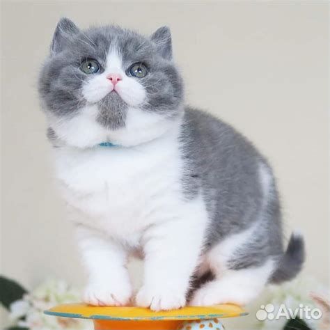 Вислоухие котята голубой биколор