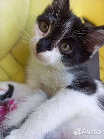 Кошки в добрые руки бесплатно