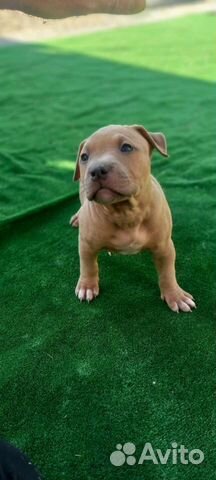 Американский булли xl девочка шоу класса