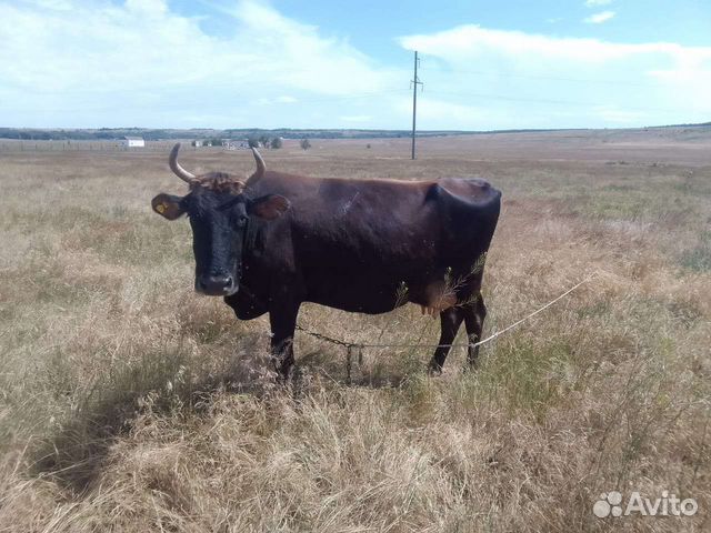 Корова на мясо