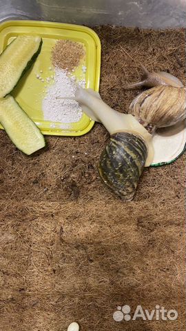 Улитки ахатины