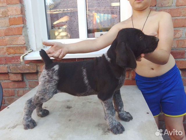 Щенки дратхаара