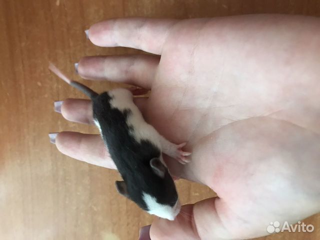 Декоративная крыса дамбо