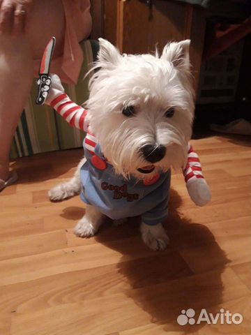 Вестики мальчишки