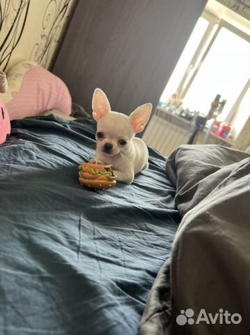 Чихуахуа мини девочка