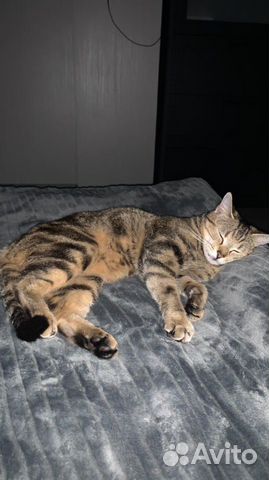 Отдам в добрые руки кошку