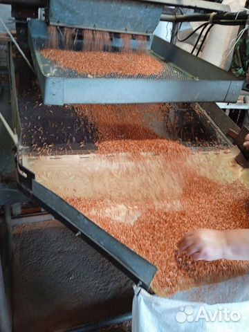 Гаммарус, сухой. Отсев