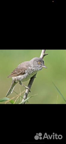 Ястребиная славка