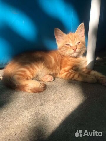 Домашний тигр