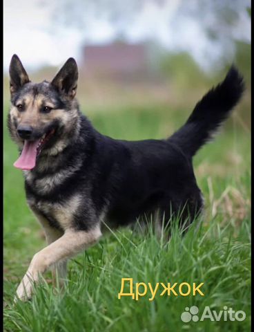 Собаки в добрые руки