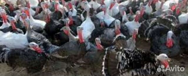 Индюки индюшки индейки