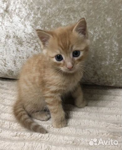 Рыженький котик в добрые руки