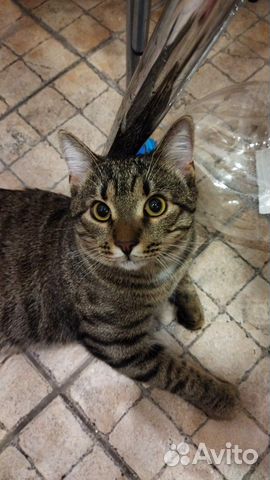 SOS помогите спасти кота от травли 5 мес