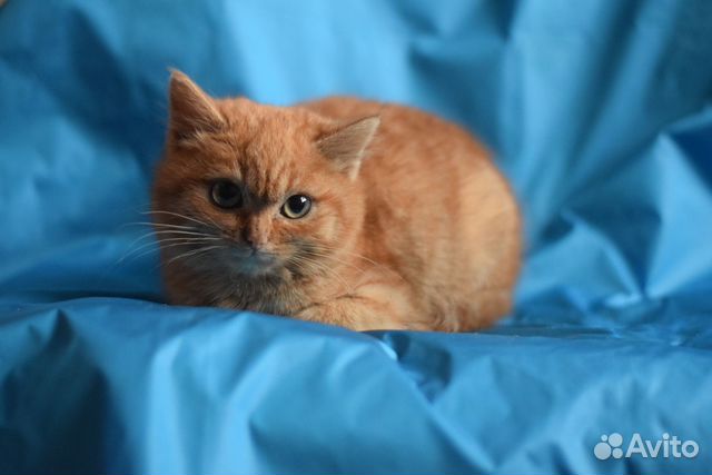 Плюшевый рыжик, 2 мес