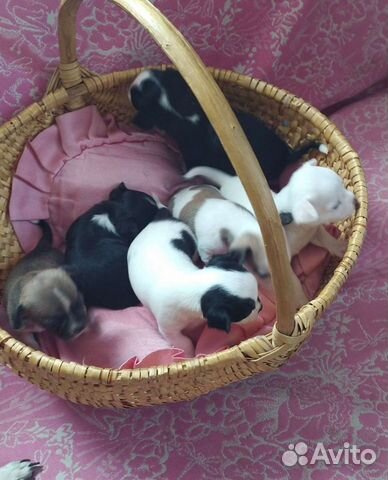 Щенки чихуахуа