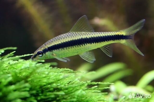 Отдам бесплатно аквариумную рыбу