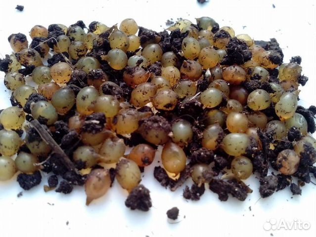 Коконы дендробены