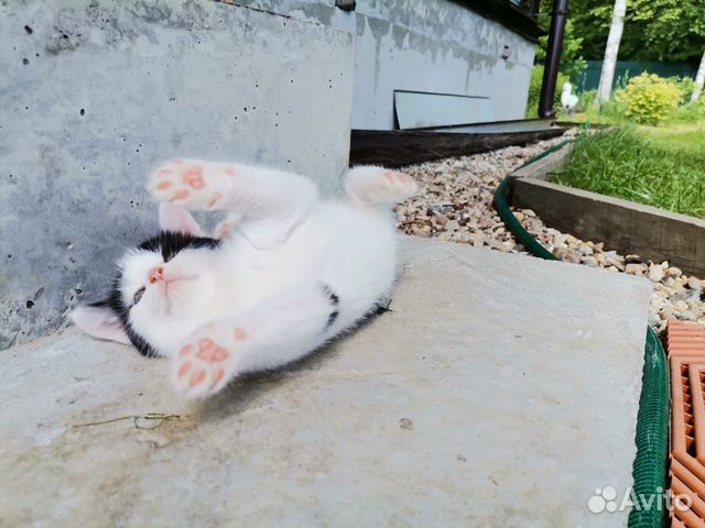 Горошинка в поисках дома