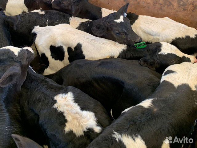 Бычки телята