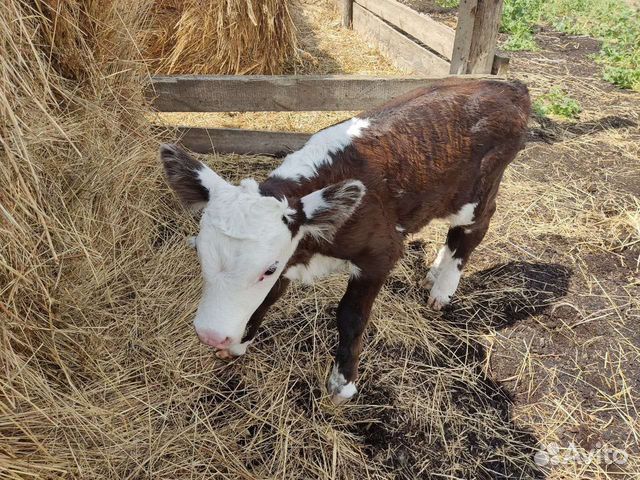 Бычок 3 дня