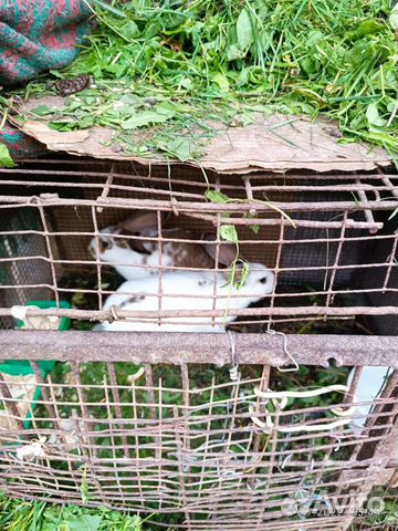 Продам 8 кроликов 4 месяца