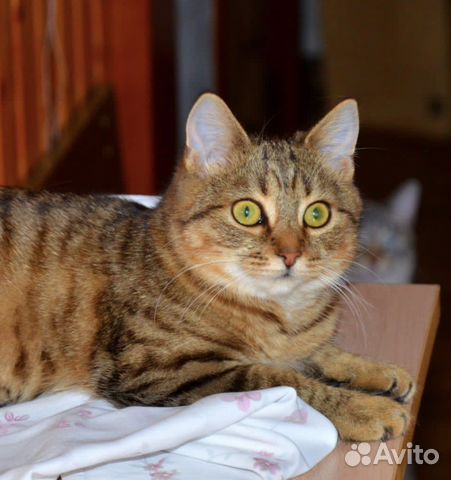 Чудесная котёнок подросток Тигруля 5 месяцев в дар