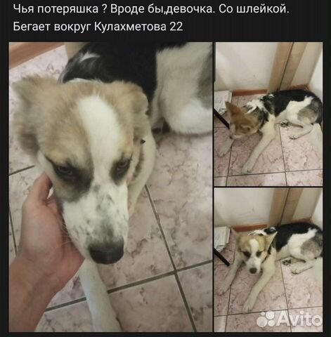 Собака в шлейке