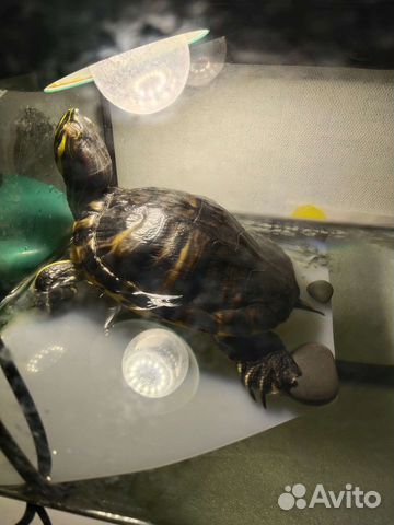 Красноухая черепаха с аквариумом