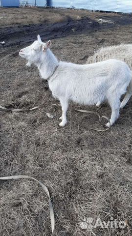 Зааненская коза