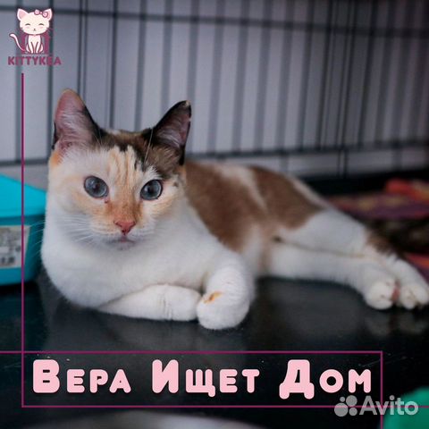 Кошка Вера ищет дом