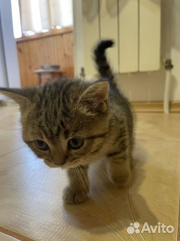 Кошка
