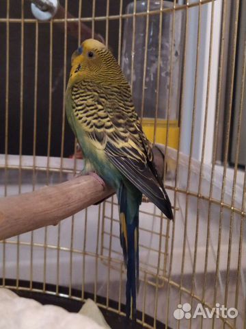 Нашёлся волнистый попугай