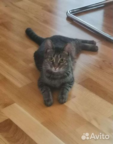 Кошка в дар