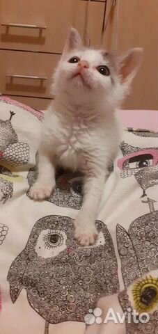 Кошка в дар