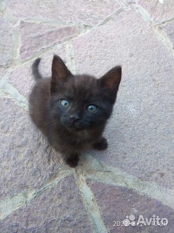 Котенок в добрые руки