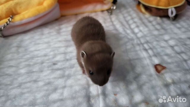 Ласка животное