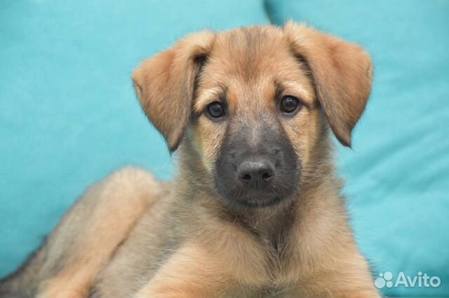 Девочка 2,5 месяца