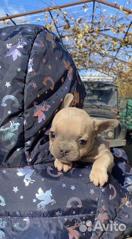 Французская булочка мини голубой соболь