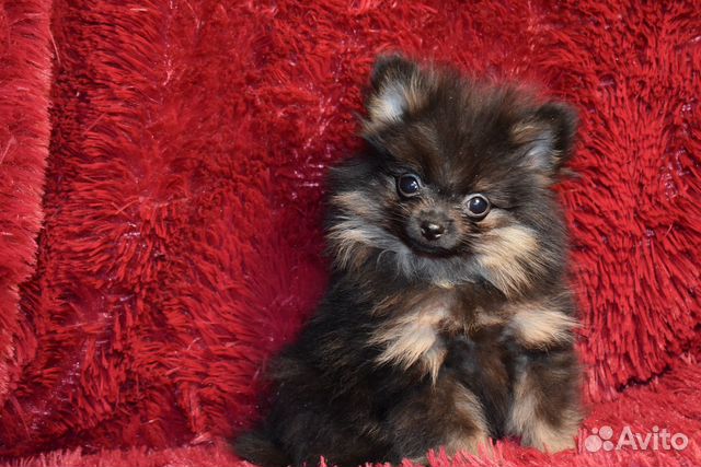 Шпиц - ч/п куколка