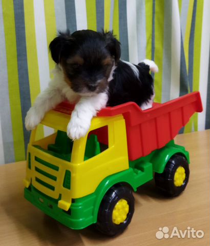 Бивер йорк миниатюрный мальчик