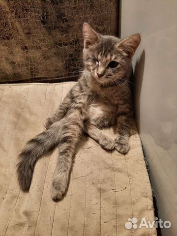 Котёнок