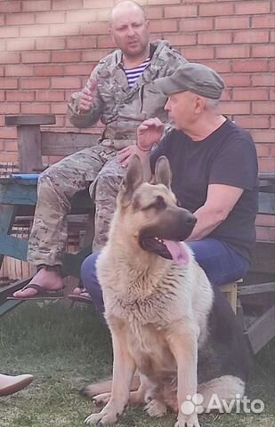 Случка собак Восточноевропейская овчарка